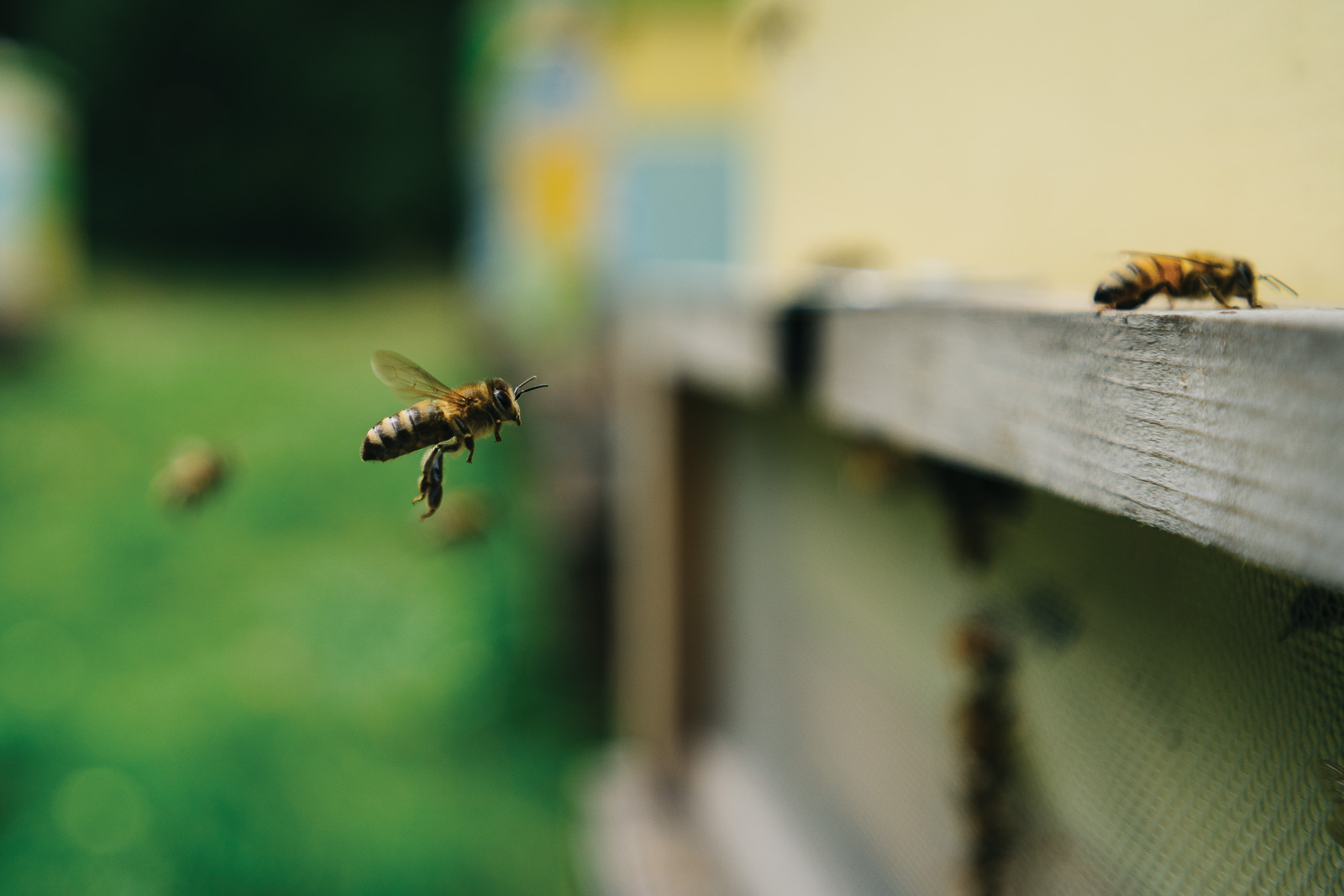 Pleas for the Bees // Michael Jaross, Bellingham, WA’s Beekeeping Guru ...